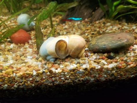 Mating Mystery Snails Aquariums