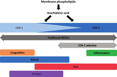 Diagrammatic Representation Of The Overlapping Functions Of Prostanoids