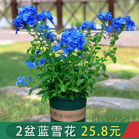 淡雅清新蓝雪花盆栽带花苞大苗棒棒糖花卉耐热阳台好养四季开花 虎窝淘