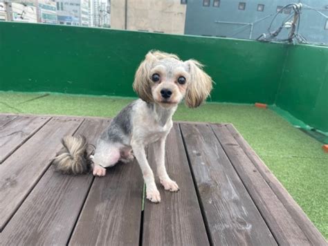 요크셔테리어깜이 강아지책임무료분양 컴투펫위탁보호센터 강아지무료분양 고양이무료분양 강아지파양 고양이파양