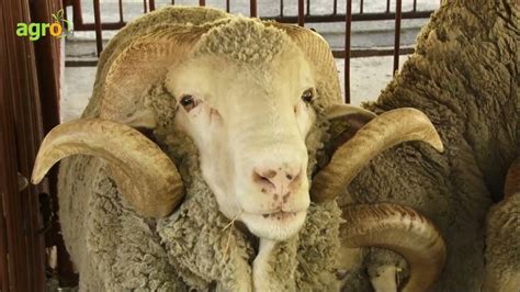 550 елитни български животни ще видите на Националното животновъдно