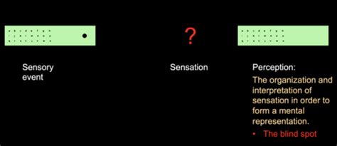 Lecture 5 Perception Flashcards Quizlet Lecture 5 Perception Flashcards Quizlet