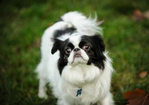 Top 5 Japanese Dog Breeds Yummypets