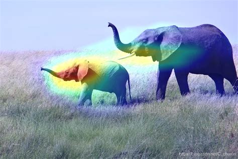 keras中可视化卷积层的类激活热力图 可视化类激活的热力图 csdn博客