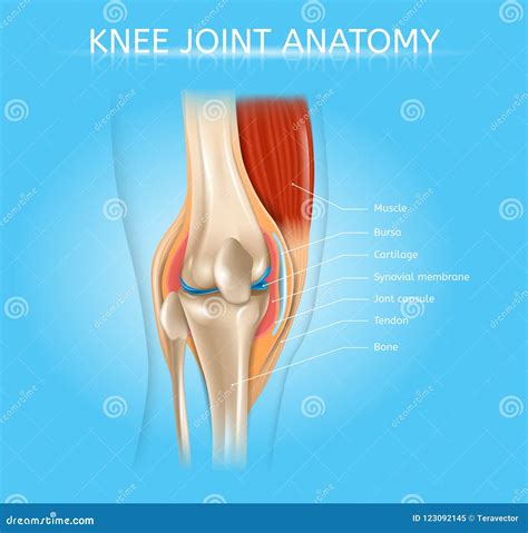 Human Knee Joint Anatomy Realistic Vector Scheme Stock Vector Illustration Of Health Human