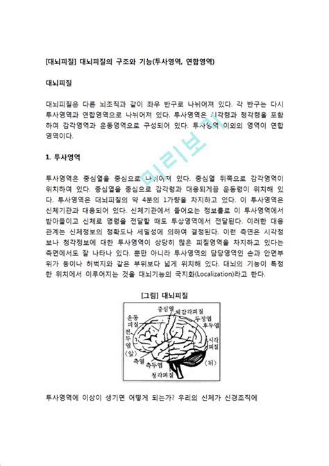 [대뇌피질] 대뇌피질의 구조와 기능 투사영역 연합영역 기타레포트