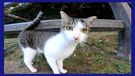 野良猫が集まってきた YouTube