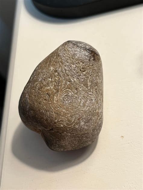 What Fossils Are These Found On Shores Of Lake Erie R Fossilid