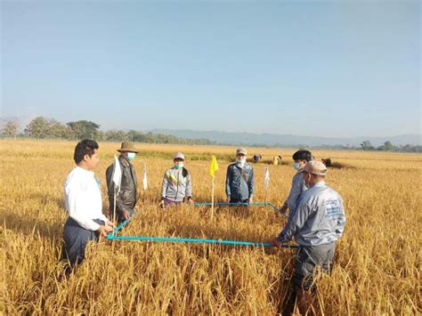 ကိုဗစ် ၁၉ ရောဂါ ကာလအတွင်း စီးပွားရေးကုစားမှု အစီအစဉ်ဖြင့် Rs To Cs မျိုးသန့်ပွား၊ မျိုးစေ့ထုတ