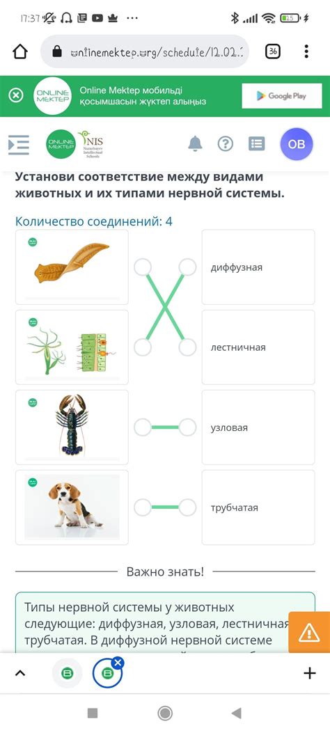 Сравнение типов нервной системы диффузная лестничная узловая трубчатая Установи соответствие
