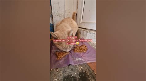 продолжаю кормить бездомных 😥 Youtube