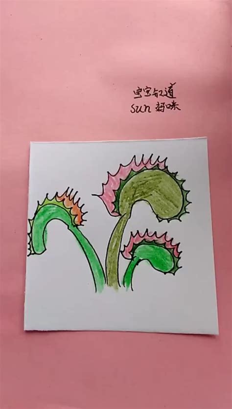 捕蚊草怎么画 驱蚊草简笔画 画捕蚊草 大山谷图库