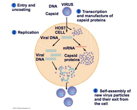 Biol 1202 Exam 2 Ch 19 26 27 Flashcards Quizlet