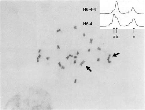 Root Tip Metaphase In The Disomic Plant H6 4 4 3x 1 23 This Is An Download Scientific