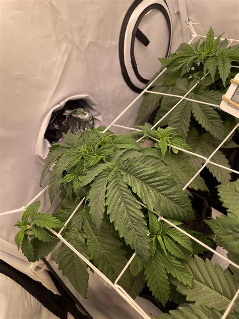 Lower Leafs Getting Yellow Tips And Spots Grow Question By Maple