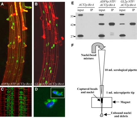 A Simple Method For Gene Expression And Chromatin Profiling Of Individual Cell Types Within A