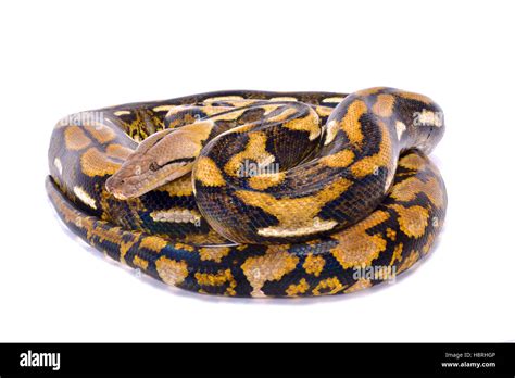 Reticulated Python Morphs