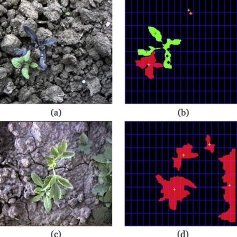 Pdf A Novel Weed And Crop Recognition Technique For Robotic Weed