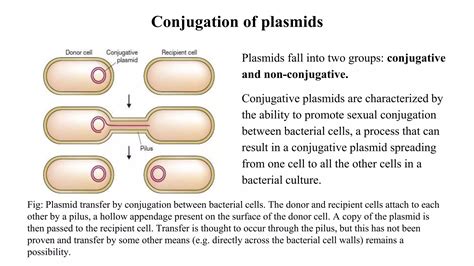 Different Types Of Vectors Pptx