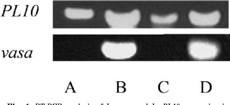 Figure 1 From Characterization Of A Vasa Like Gene From The Pacific