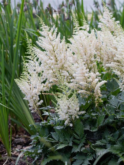 Астильба Лук Эт Ми Описание Фото – Telegraph