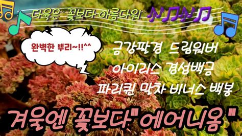 금강이모네다육에 베스트명품들 소개 뿌리건강하고 더 성장세 에어니옴군생 한겨울에 꽃다발구경 Youtube