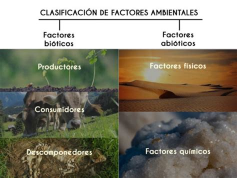 Factores Ambientales Características Y Clasificación