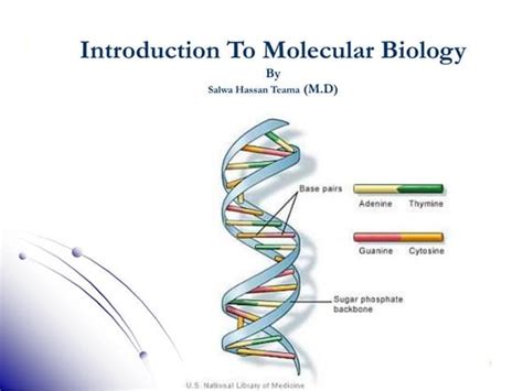 Biology Ppt On Rna And Dna Free To Download Ppt