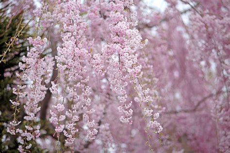 j81l 6055 しだれ桜の花花ざかりの森