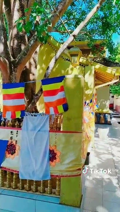 රන්වන් පාටින් දළු ලන බෝධිය 🧘🌳🌼 Waharaka Bana Buddha Shorts Youtube