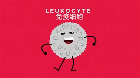 看24小时工作的免疫细胞是如何保卫你的身体健康的 知乎