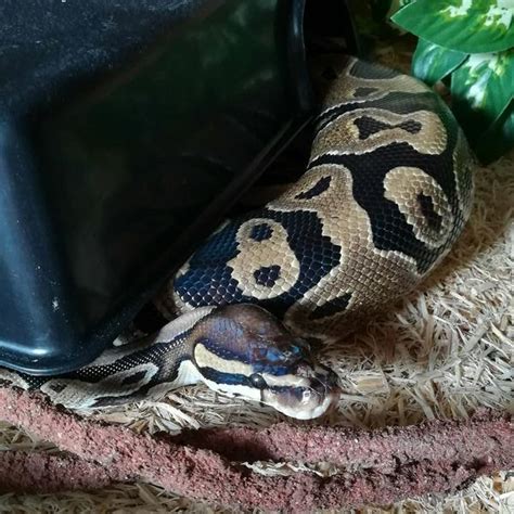 Iridescent Python