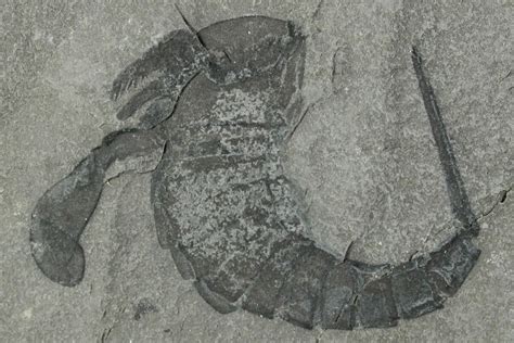 1 4 Eurypterus Sea Scorpion Fossil New York 236949 For Sale