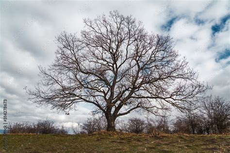 Bare Tree Without Leaves On A Hill Stock Photo Adobe Stock