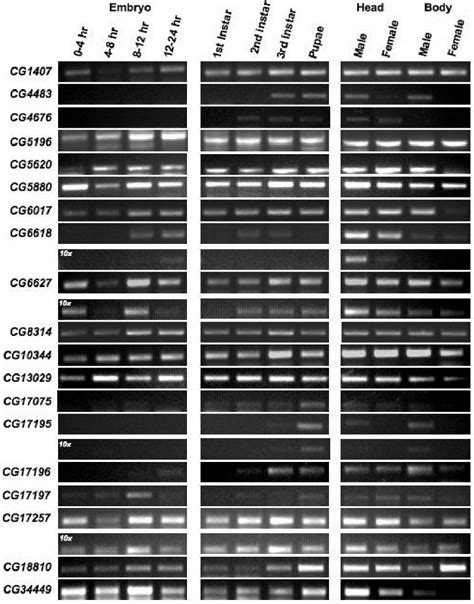 Stage Specific Rt Pcr Expression Panels Download Scientific Diagram