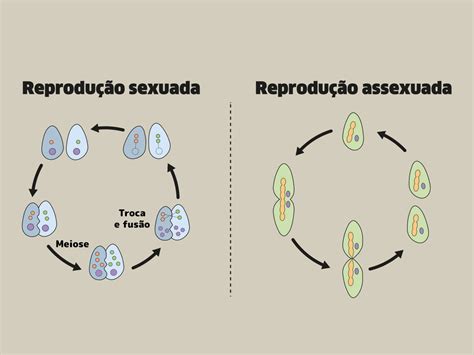 Exemplos De Reproducao Assexuada
