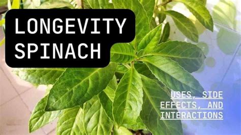 The Longevity Spinach Miracle Secrets To A Healthier Longer Life