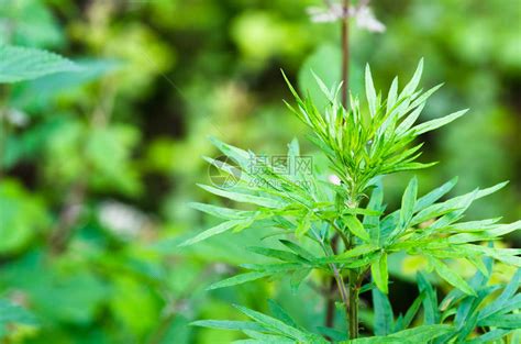 绿叶茂盛的植物特写高清图片下载 正版图片505839991 摄图网