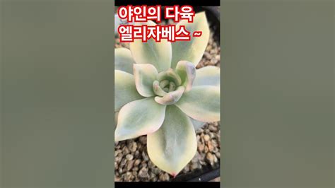 행복 가득한 저녁시간 되세요 ~ 빈예서 파종이 실생 다육 다유기 다육이 다육식물 반려식물 다육판매 다육이판매 다육이키우기 다육인스타그램 매혹이 청주