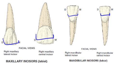 Mandibular Vs Maxillary Incisors Flashcards Quizlet
