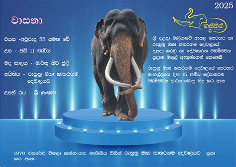 හස්තීන් වත්මන් හීලැ ඇත් පන්තියේ ජීව දත්ත සටහන 2025 වර්තමනය අප රට තුල සිටිනා හිලැ ඇතුන් 18