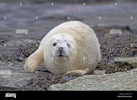 Seal Pup Behavior At Christopher Brunell Blog