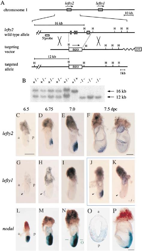 Nodal Signaling Pathway Semantic Scholar