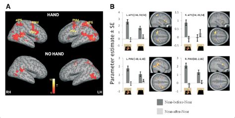 A Areas Displaying Visual Selectivity For The Space Surrounding The Download Scientific