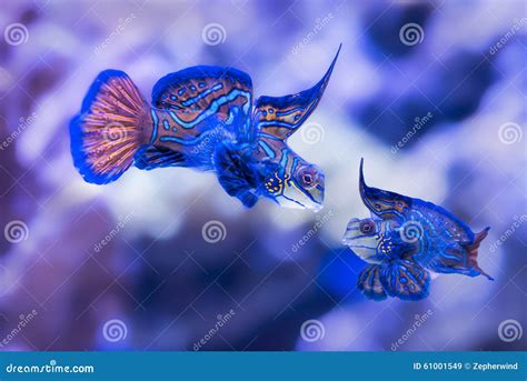 Brightly Colored Mandarin Fish Stock Image Image Of Aquatic Ocean