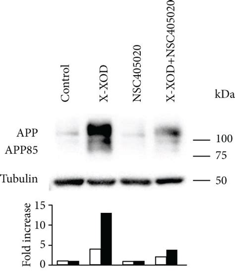 Validation Of Results In Human Ipsc Derived Neural Cells A C E F Download Scientific