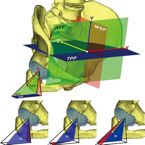 Schematic Showing The Pelvic Coordinate System And The Angular Download Scientific Diagram