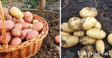 Топ 5 самых урожайных сортов картофеля какие сорта картофеля дают наибольший урожай