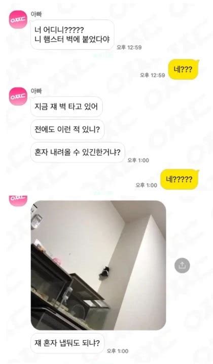 햄소토 갑자기 벽타는 햄스터 ㅎㅎ Daum 카페