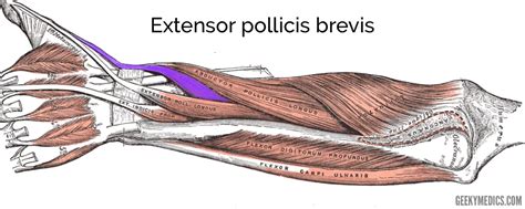 Extensor Pollicis Longus